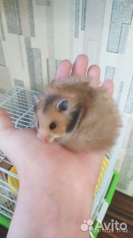 Сирийский хомячок