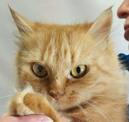 Кошка метиска шотландской в дар