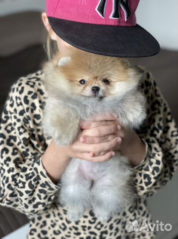 Супер курносая мини мишка