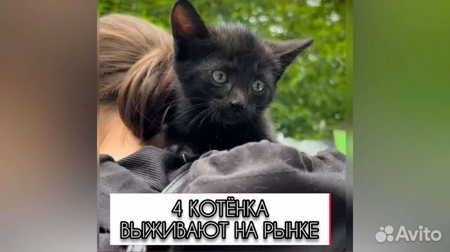 4 котёнка выживает на рынке, в добрые руки