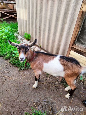 Козочка чешская ланча