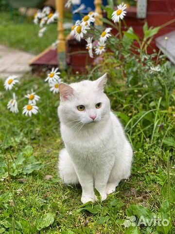 Котик в добрые руки