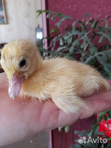 Индоутята домашние вывод 26.08.22