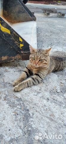 Найден кот