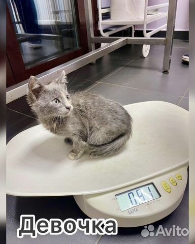 Котята счастливчики