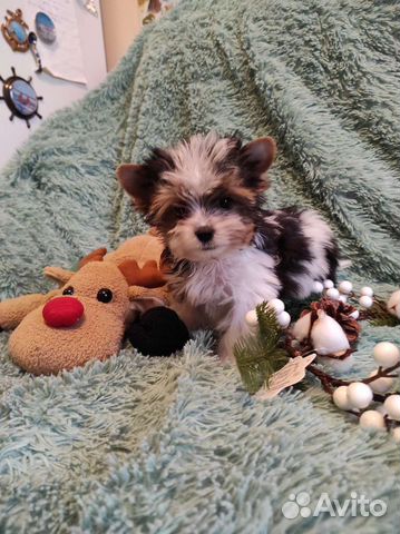 Бивер мальчик