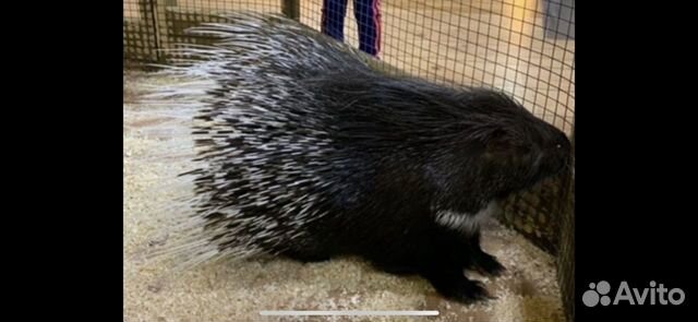Дикобраз
