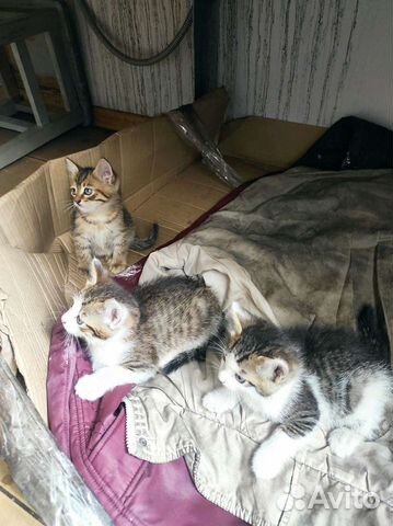 Кошки в добрые руки