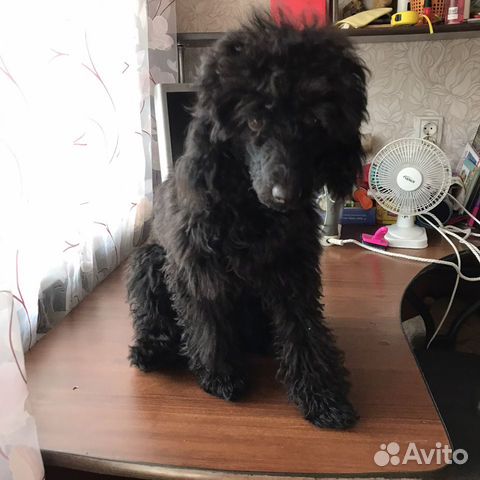 Собакапудель малый