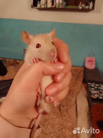 Крыса пепельная