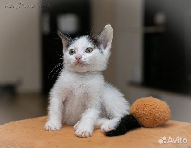 Котомальчик-очень спокойный и рассудительный пацан