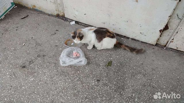 Кошка Нюра 7-8 мес