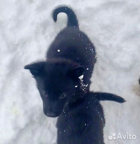 Четыре Чистых Черныша