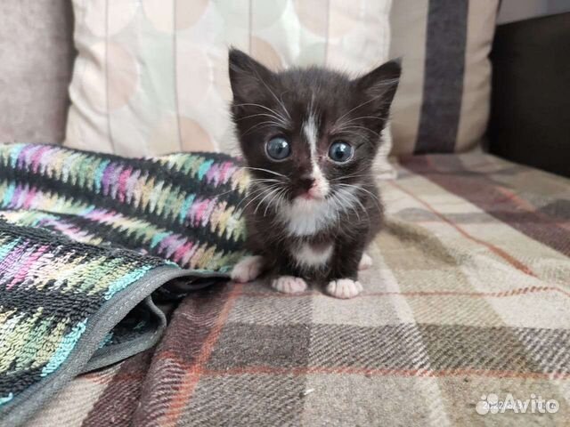 Котёнок