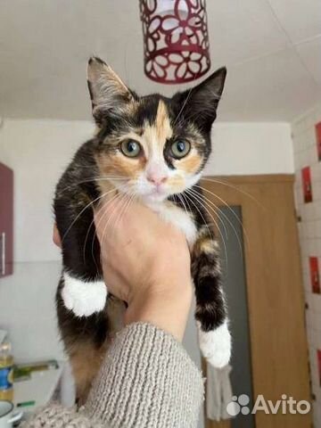 Ищет дом трехветная кошка