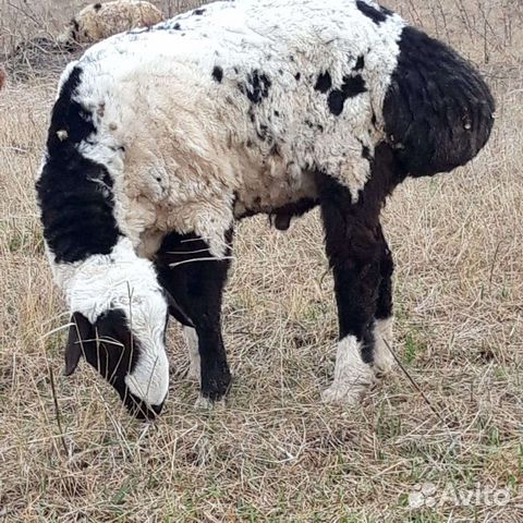 Барашки на курбан рядом