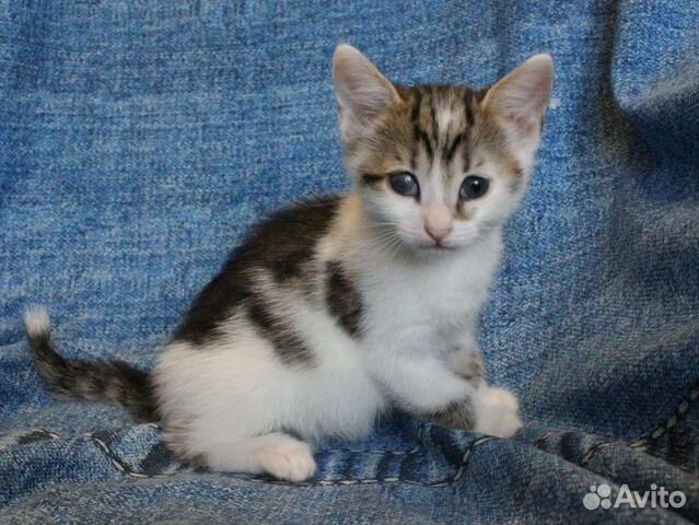Месячный котенок девочка ищет дом