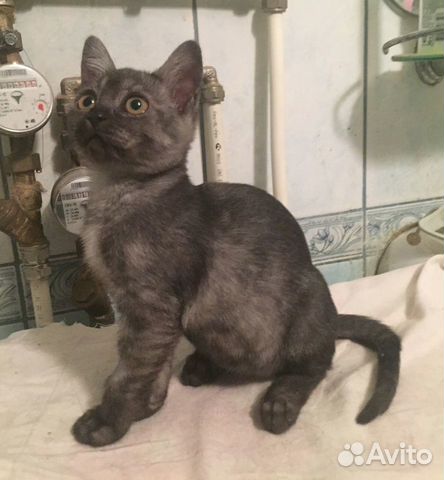 Ежа, котенок черный дым