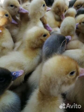 Утята, курочка Доминант