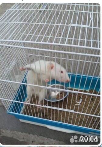 Декоративная крыса с клеткой