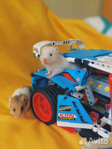 Сирийские хомячки