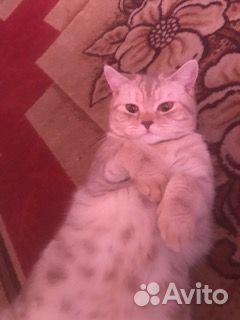 Отдам киску в добрые руки бесплатно