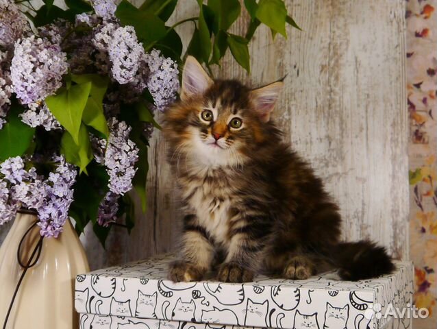 Котята породы норвежская лесная