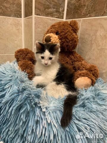 Котенок