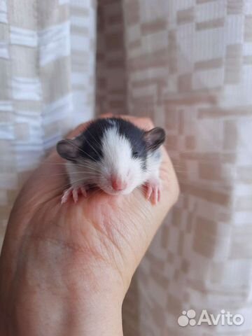 Крыса дамбо