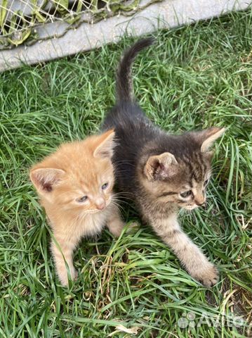 Котята