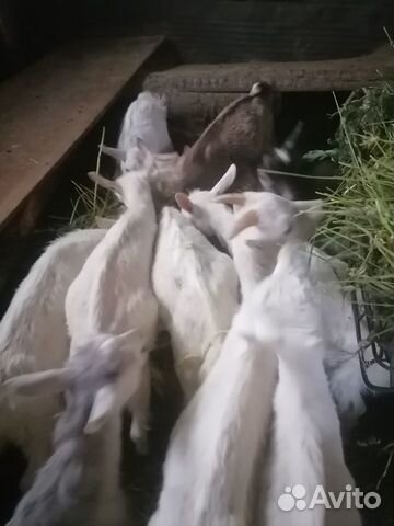 Козы двойные, козлята, молоко, сыр