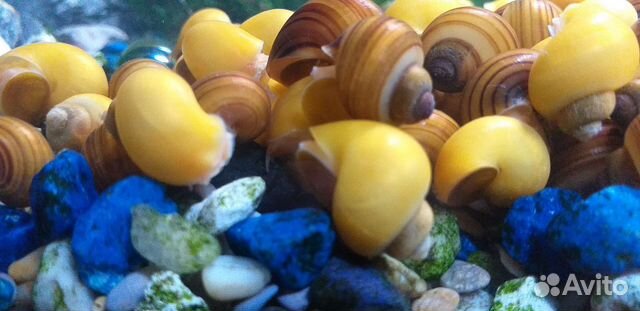 Улитки ампулярии