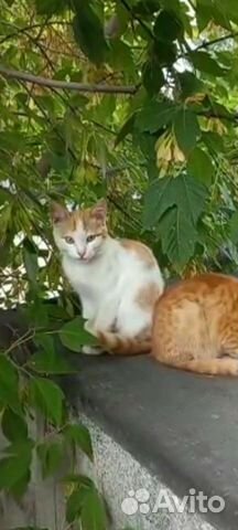 Рыжики и их папа на улице