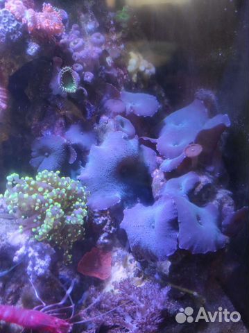 Дискоактиния коралл родактис