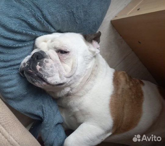 Английский бульдог
