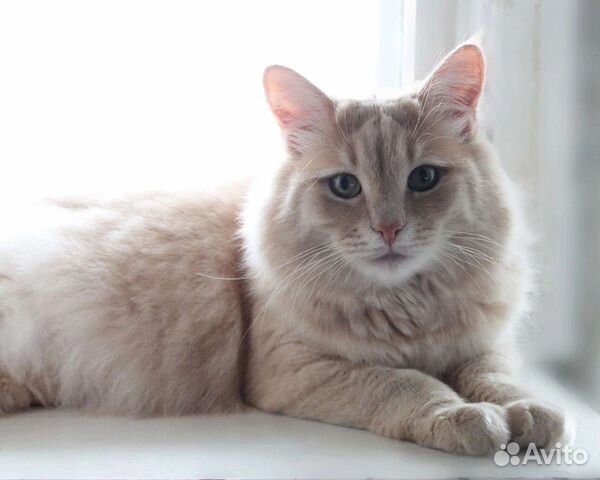 Кот в ответственные руки