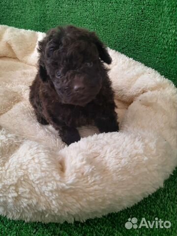 Шоколадная девочка