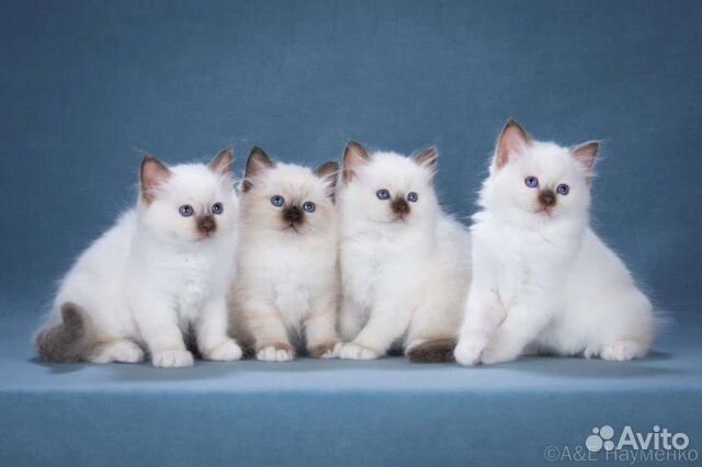 Котята породы Бирманская священная