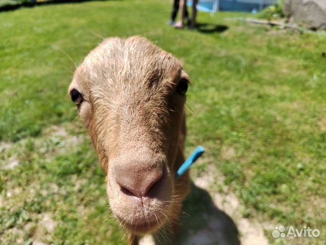 Нубийский козлик