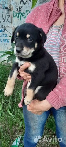 Собака в добрые руки отдам бесплатно