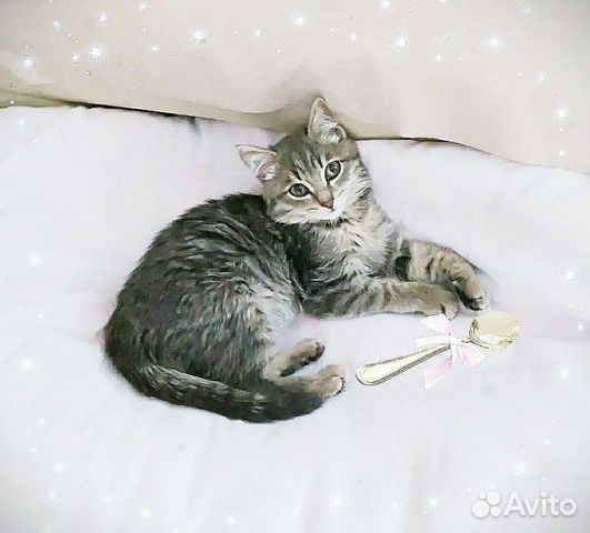 Котенок девочка 2.5 месяца