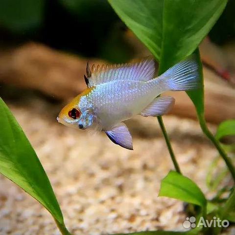 Апистограмма электрик блю