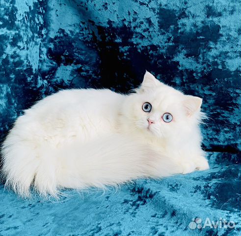 Британская длинношерстная шиншилла пойнт