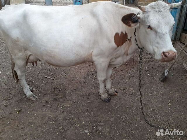 Корова сементал