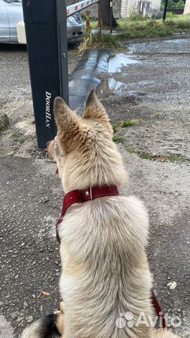 Щенок овчарки смесь в дар