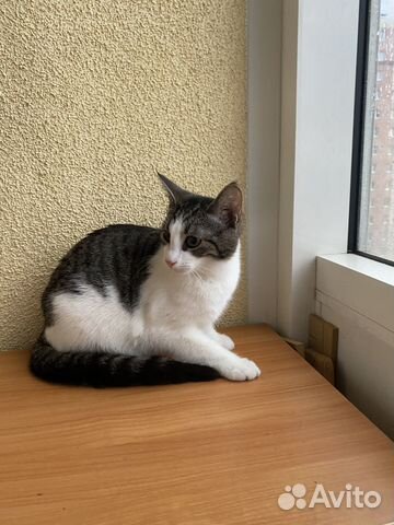 Котёнок милый, ласковый