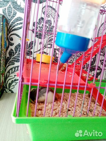 Крыса дамбо с клеткой мальчик 2 шт