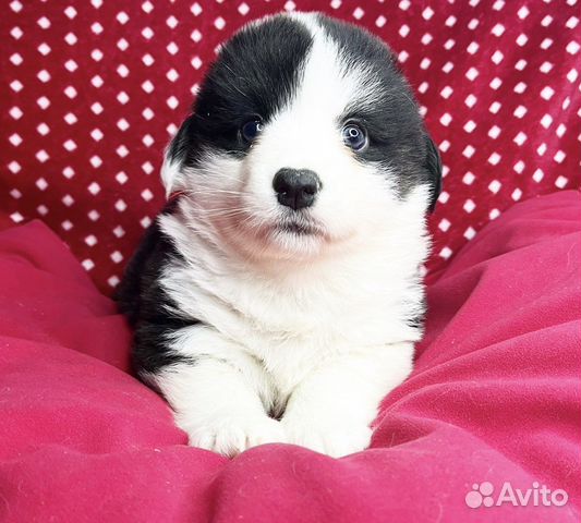 Вельш-корги кардиган флаффи