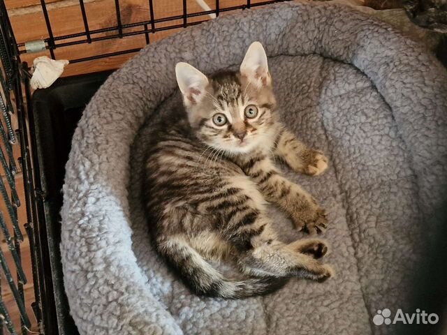 Котенок Чука 2 мес. Привита. Привезем