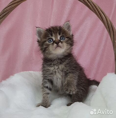 Котята в поиске дома